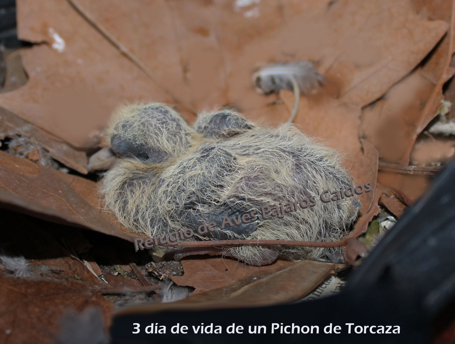Pichón de Torcaza (Zenaida auriculata). Fotos del recién nacido hasta ...