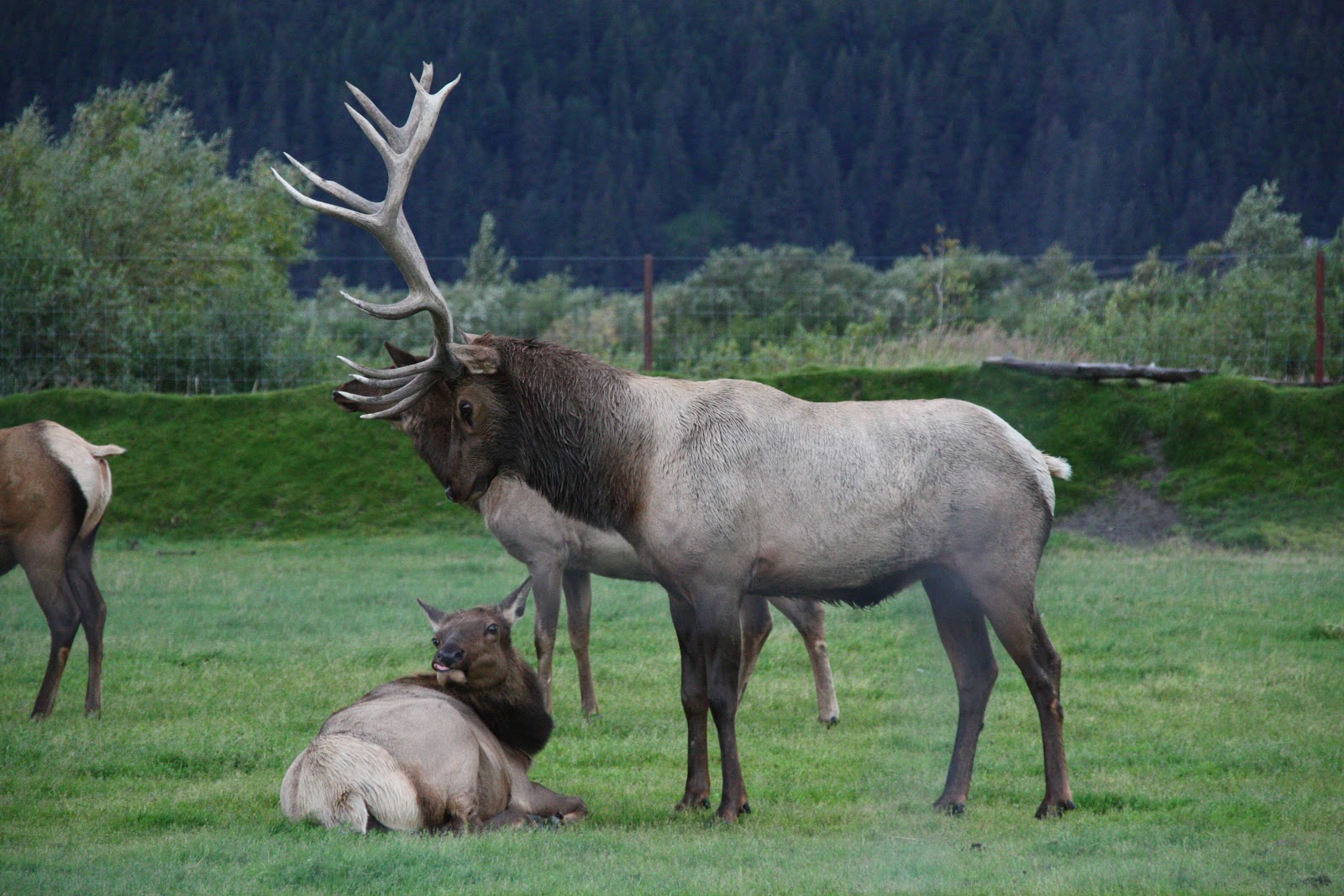 Alaska: Anchorage og vilde dyr