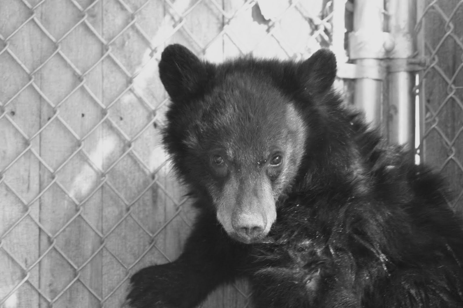 New Mexico Birds: A Bear of a Year