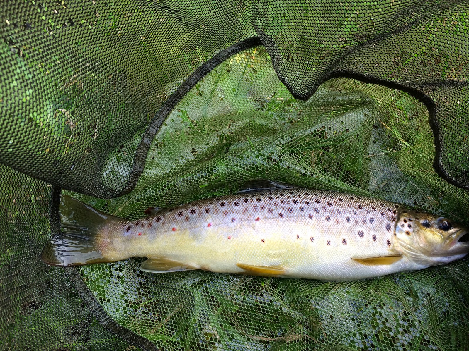 Danny's Angling Blog: River Bollin Roving and Hard Day on the River Dee