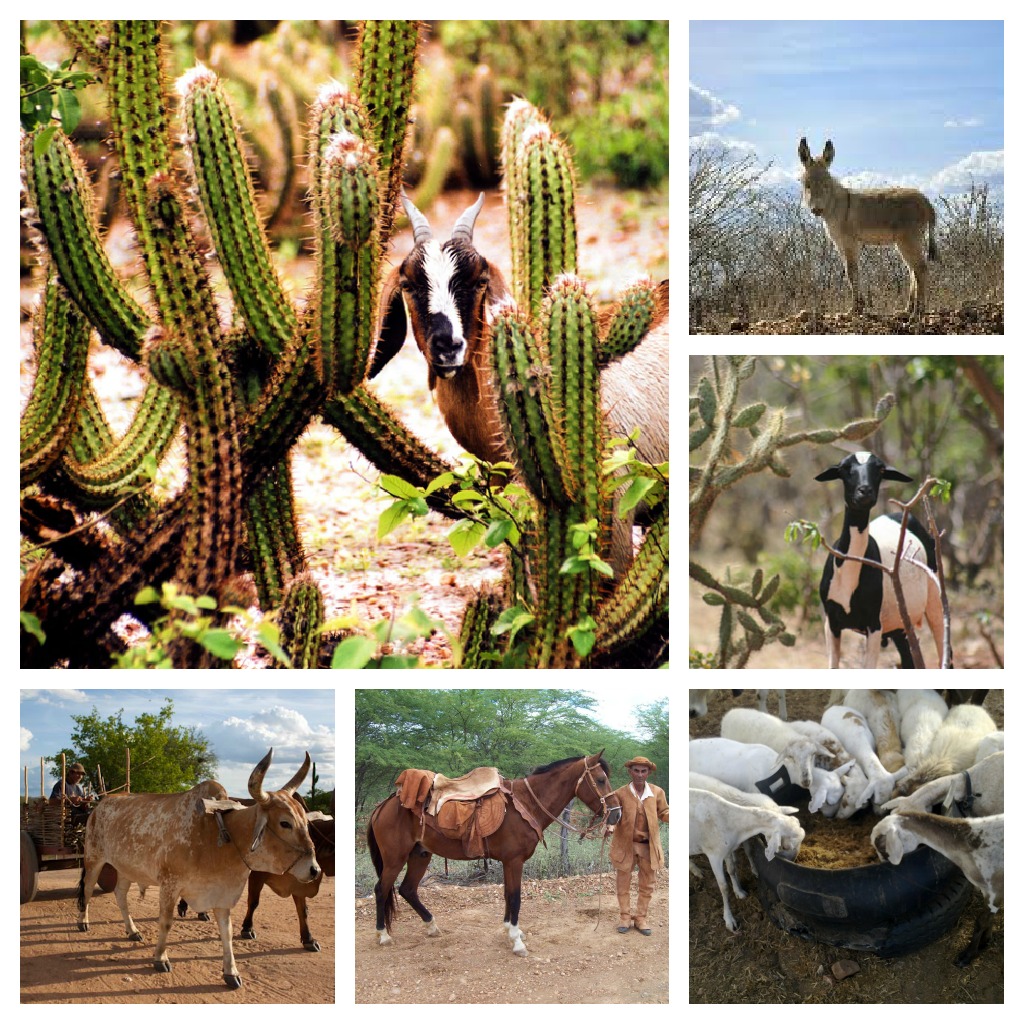 VENTO NORDESTE: A SURPREENDENTE E BELA FAUNA DA CAATINGA