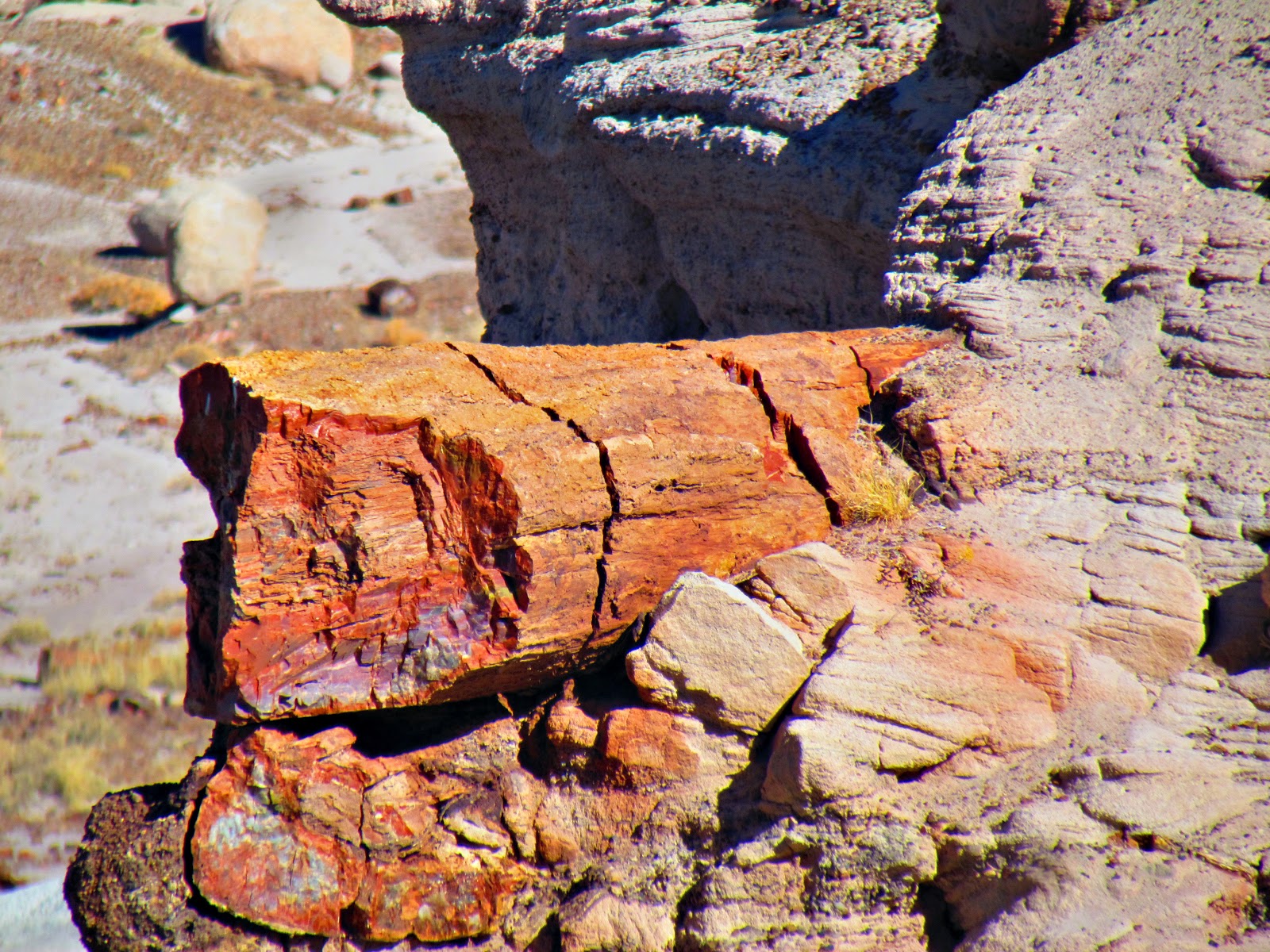 Adventures of a Vagabond Volunteer: Rainbow Trees of the Petrified Forest