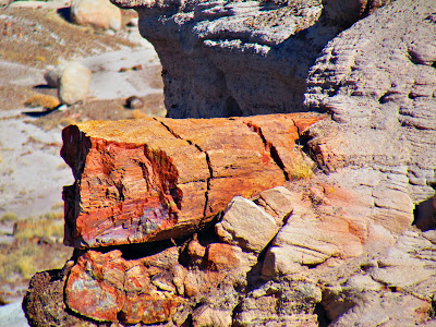 Adventures of a Vagabond Volunteer: Rainbow Trees of the Petrified Forest