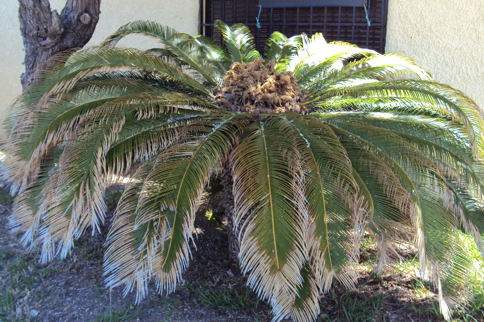 Taxonomia Plantae no Magnoliopsida: Phylum Tracheophyta Clase Cycadopsida