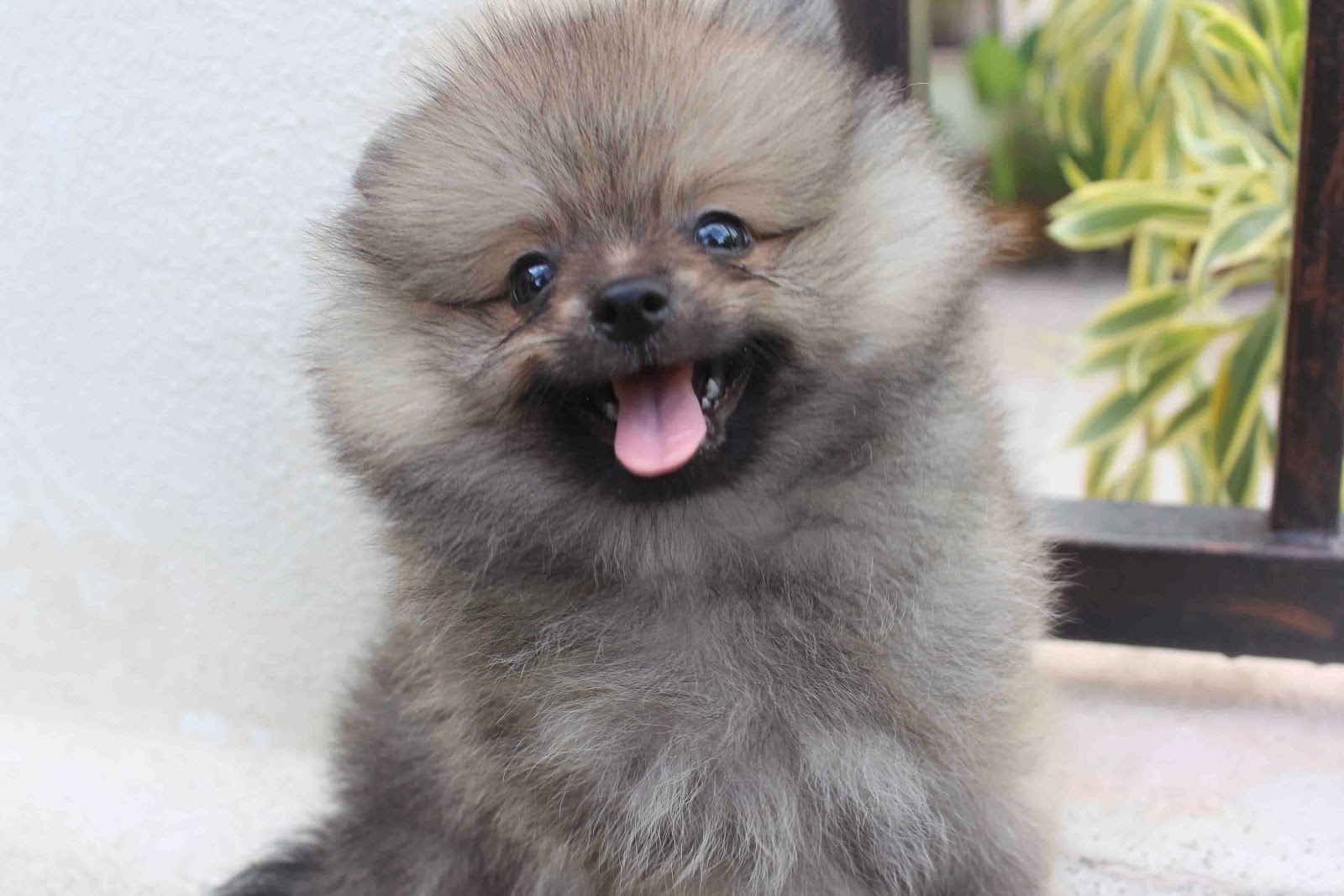 LovelyPuppy: 20131023 Sable Color Mini Pomeranian Puppy