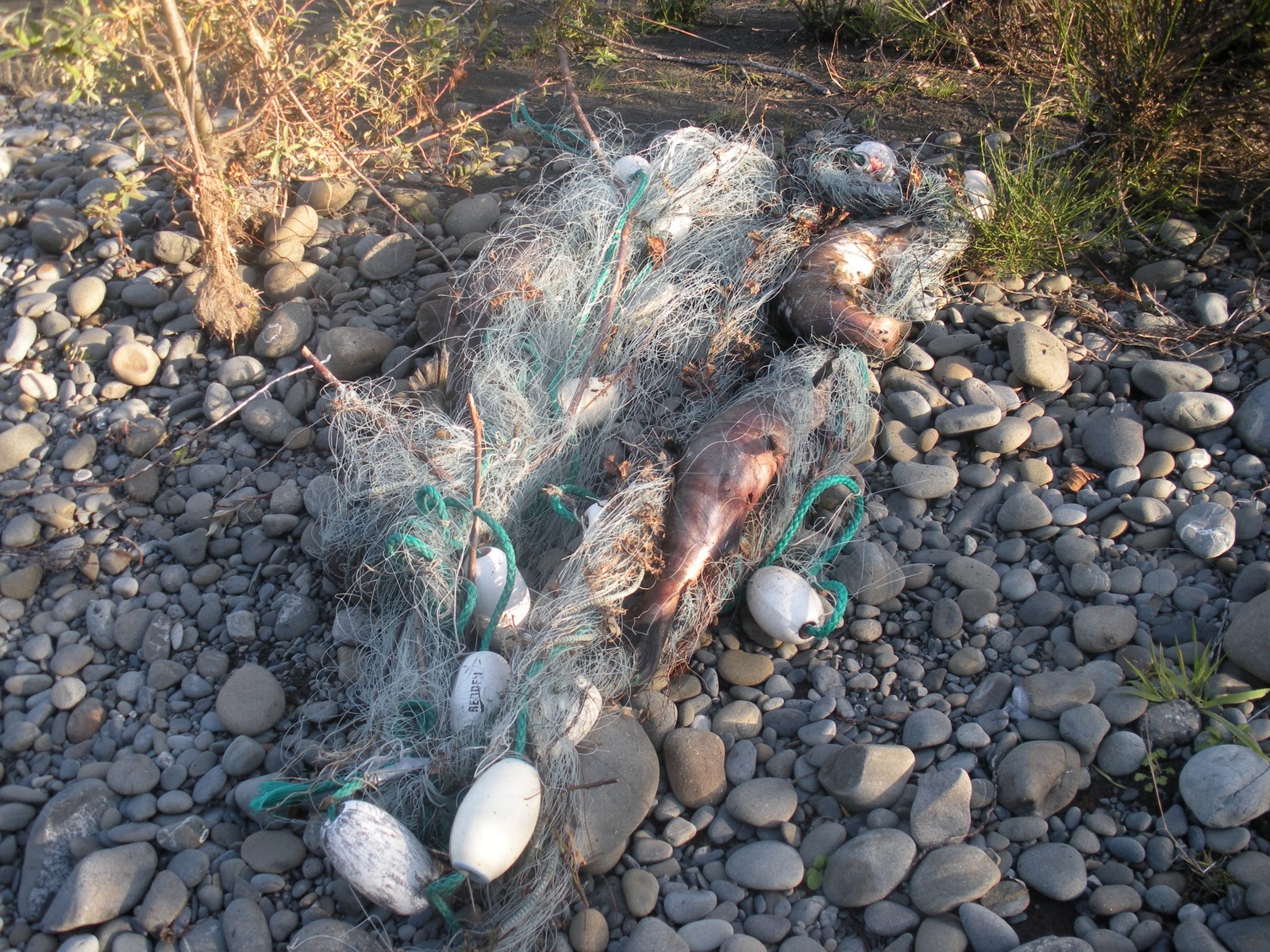 PAT NEAL WILDLIFE: The wolf problem