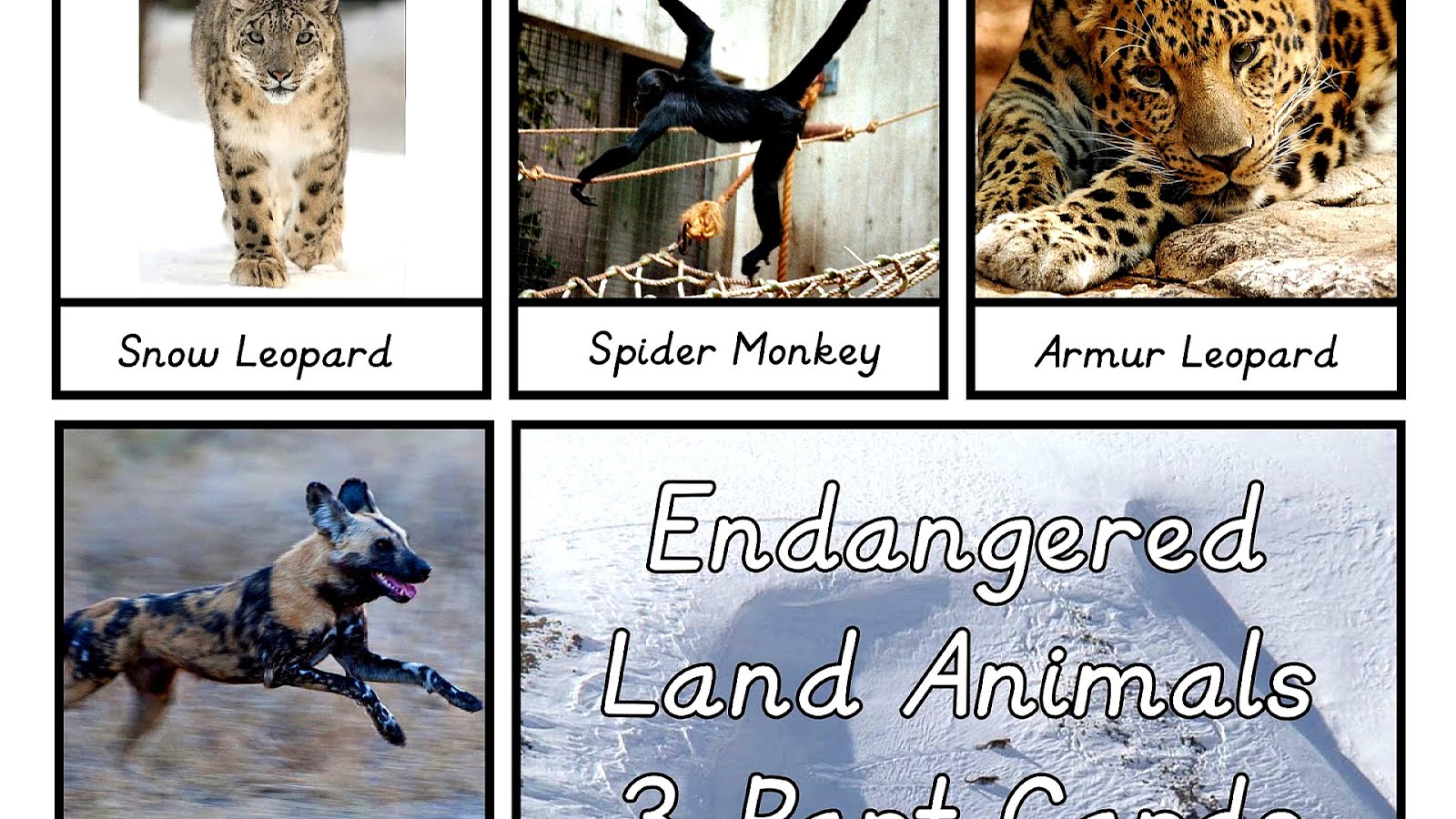 Endangered Land Animals - Danger Choices