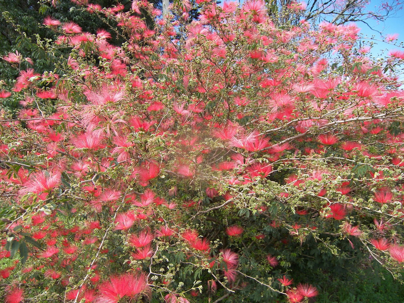 Argentina nativa: Borla de obispo (Calliandra tweedii)