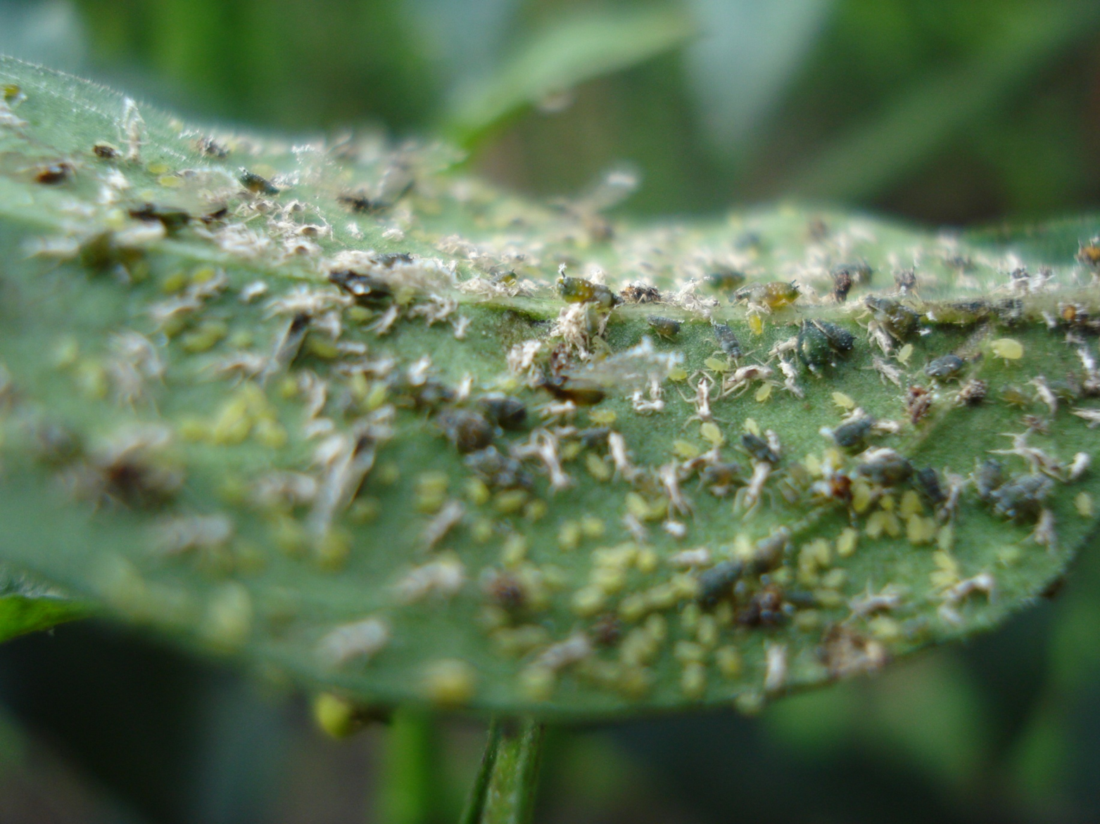 SAUNG SUMBERJAMBE: KUTU DAUN (APHID SP)