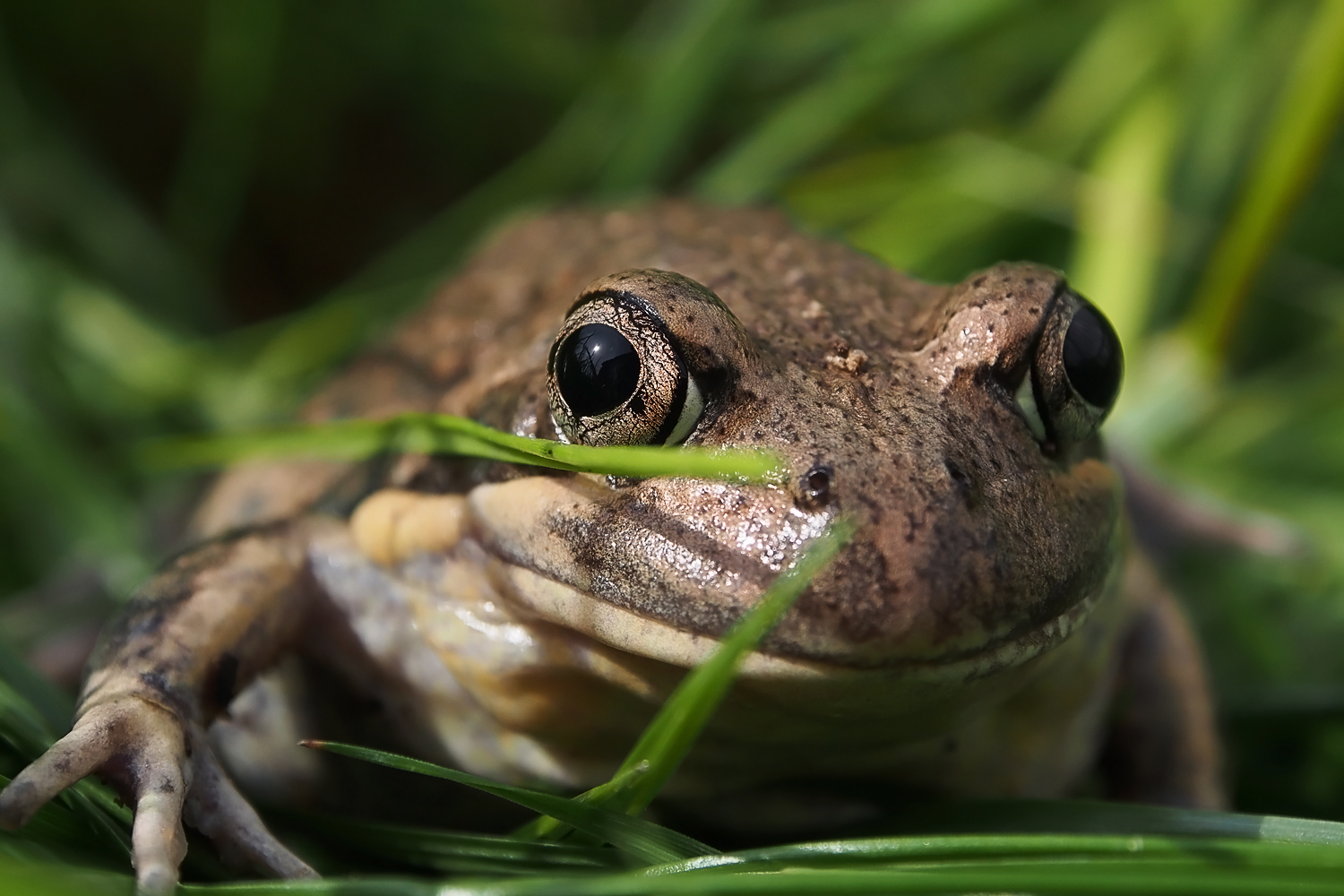 Joel Bramley Photography: Frog Photo Shoot