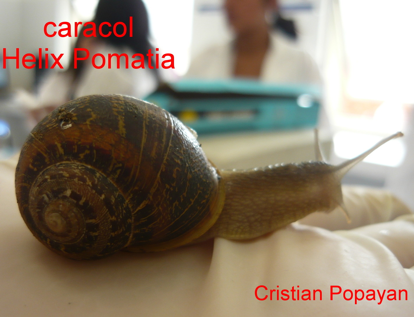 Zoología y Fisiología animal