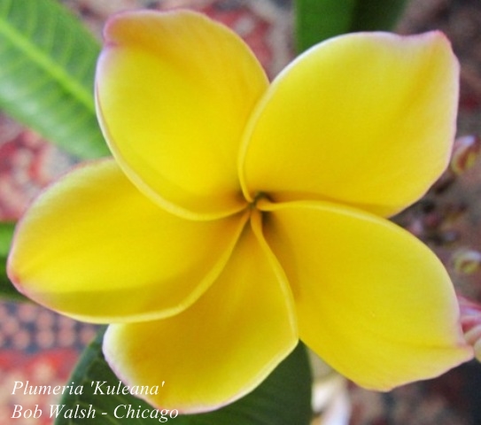 Frangipani - Plumeria - Tropical Plant Care