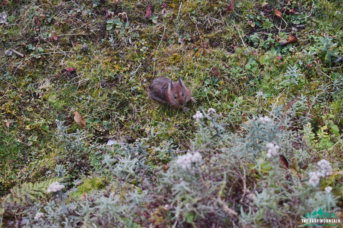 The Last Mountain: 2018