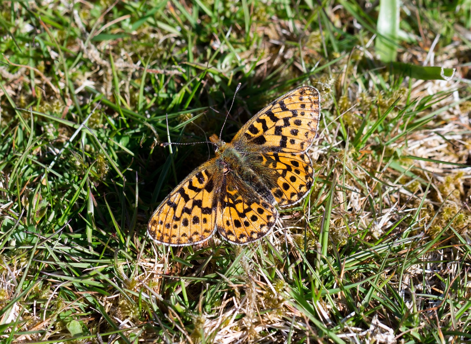 Pixie Birding: Welsh Pearls - Pearl-bordered Fritillaries at Eyarth Rocks