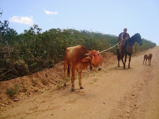 Vaqueiro: O ocaso de uma profissão - Jornal GGN