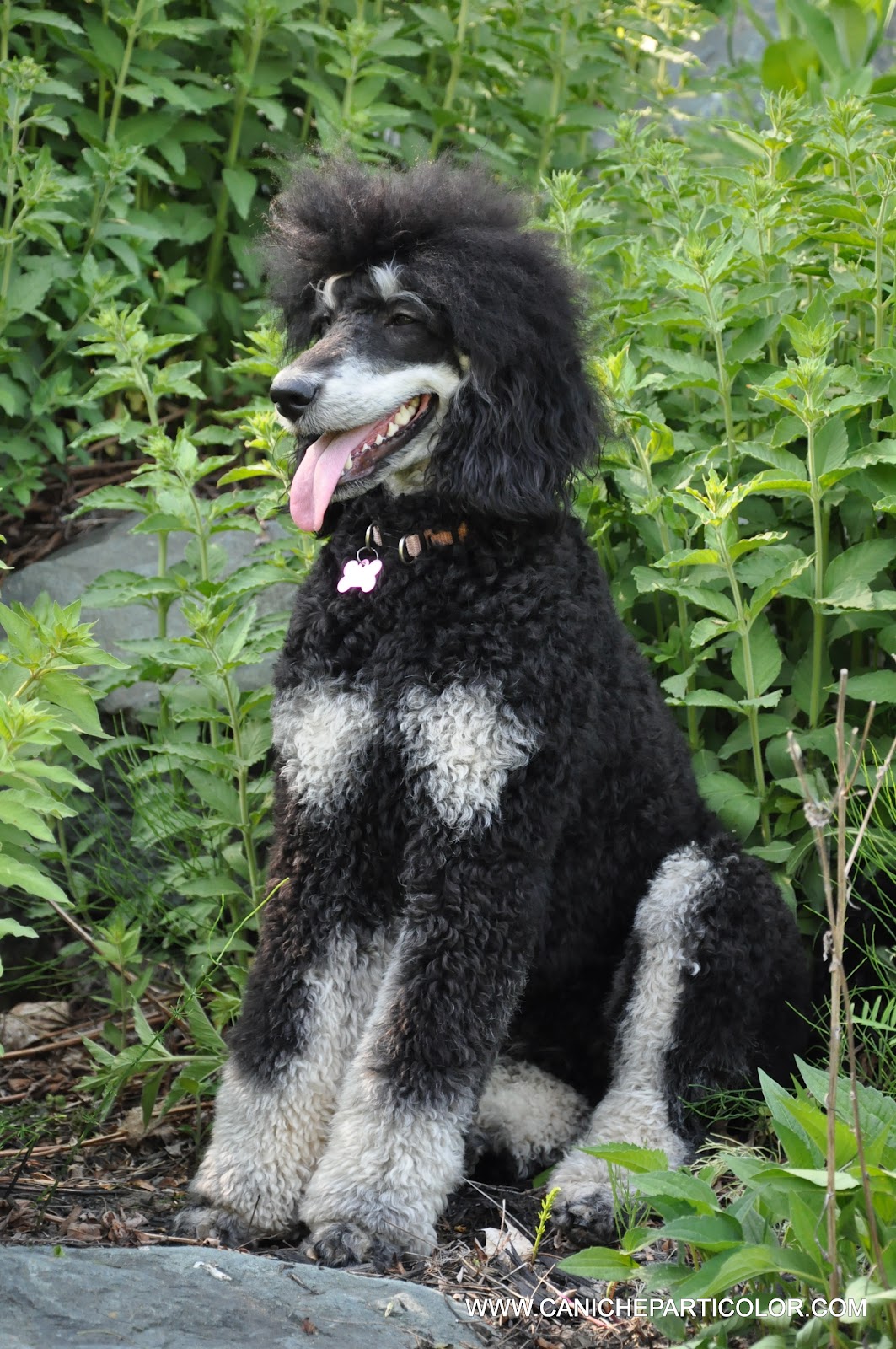 caniche parti color: a parti poodle day