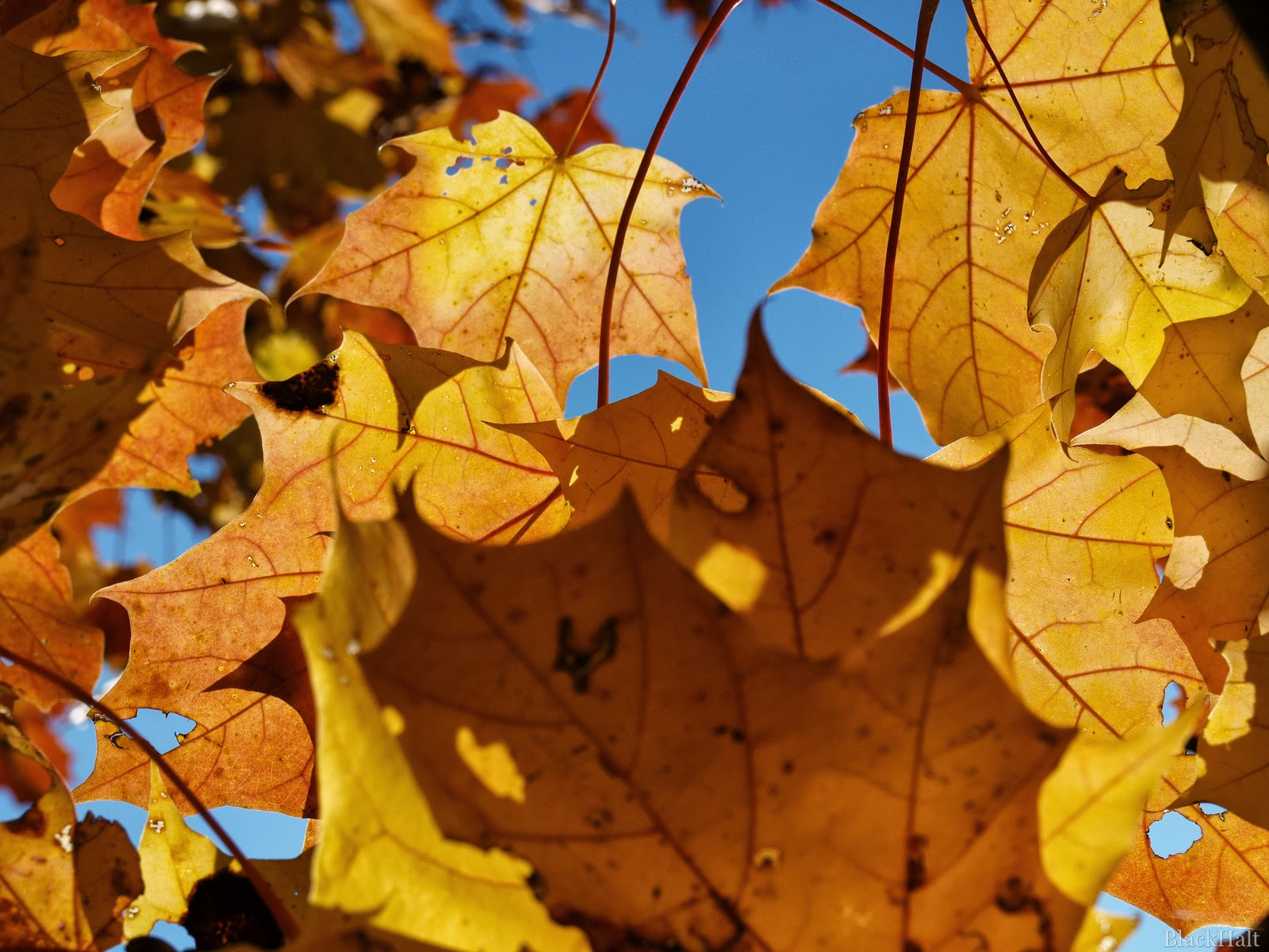 Rudens kļavu lapas Ⅱ - PhotoBlogSite