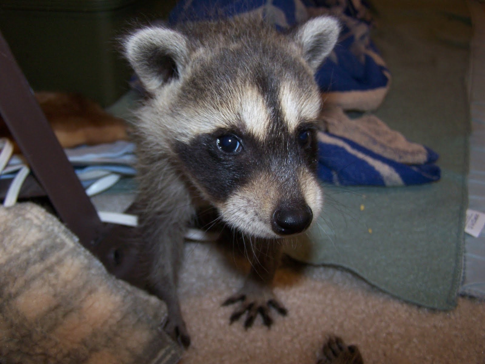 The Laughing Raccoon: The meet and greet!