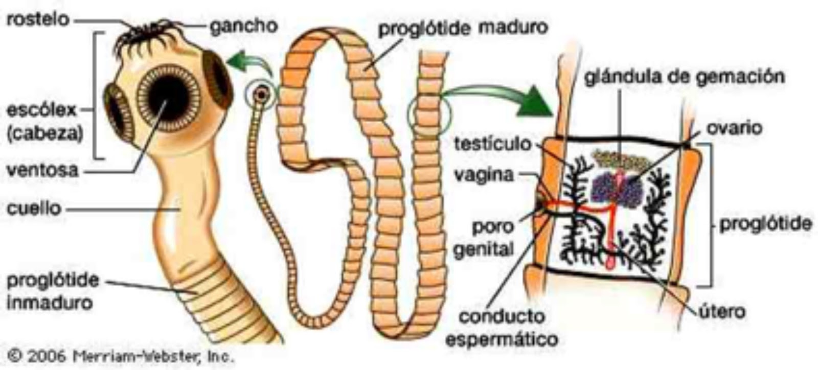 Rama Microbiology: Cestode