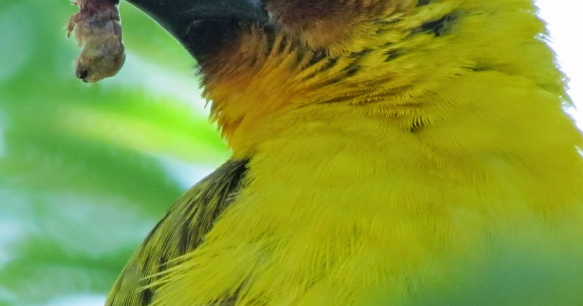 East African insects