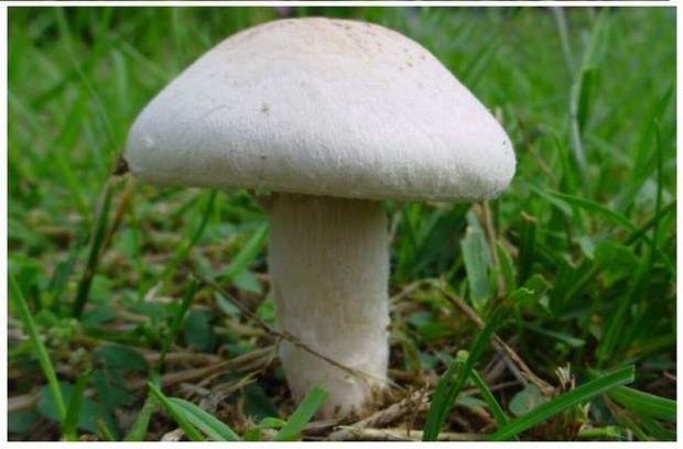 Mantarın Faydaları Nelerdir? Mantar Yemekleri