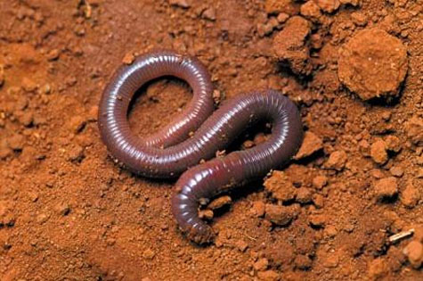 Natureza de mármore: Filo Annelida | Características e anatomia