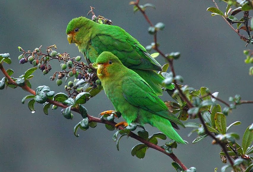 Lorito Cadillero ~ LoroMania