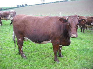 METRO FARMS -Pembekal Sumber Ternakan Anda: BAKA LEMBU BIASA DI MALAYSIA