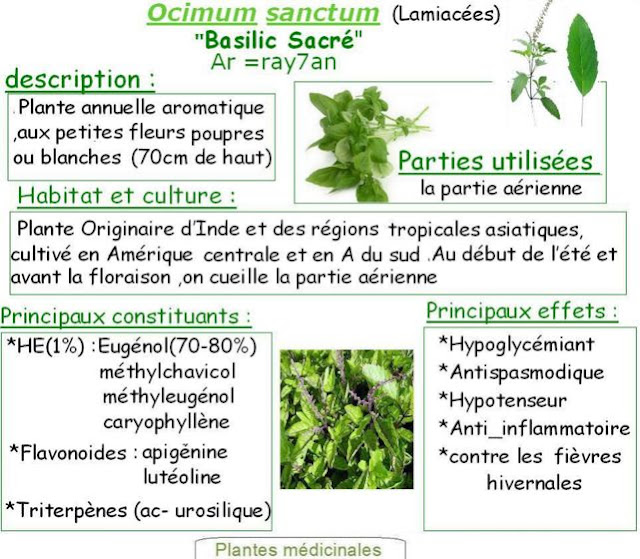 Le basilic - SVTPlus