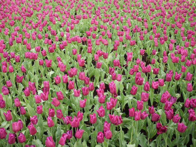 Tips Ground: The Beauty of Tulips (with Some Interesting Facts)