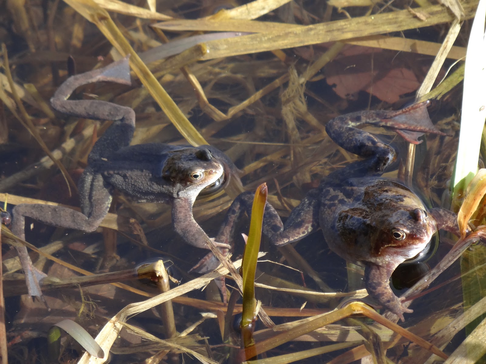 wild about nature: Frog City