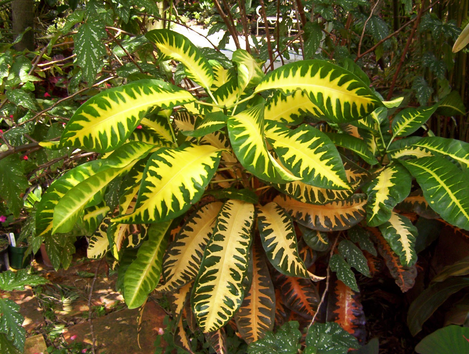 Gardening South Florida Style: Crotons....ohhh Crotons...I've got ...