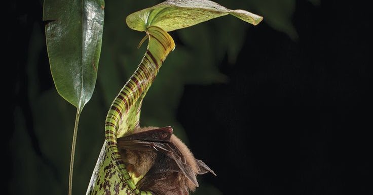 Rosa Rubicondior: How a Plant Evolved to Eat Bat Poo!