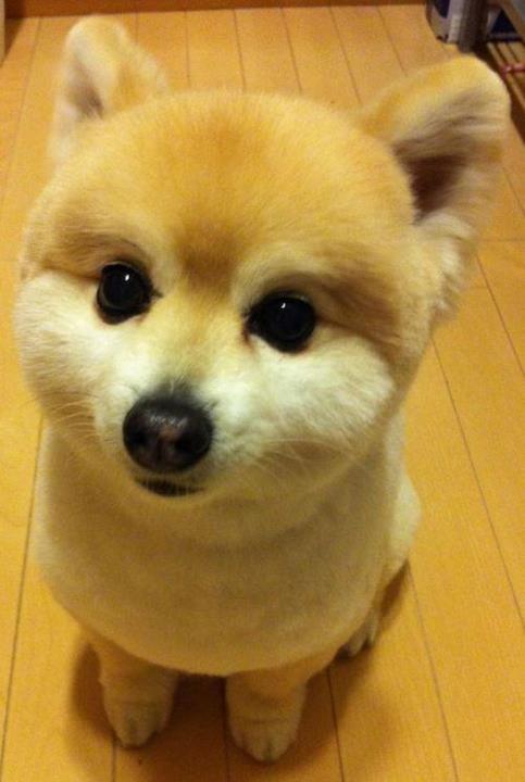 We Love Cute Pets ♥