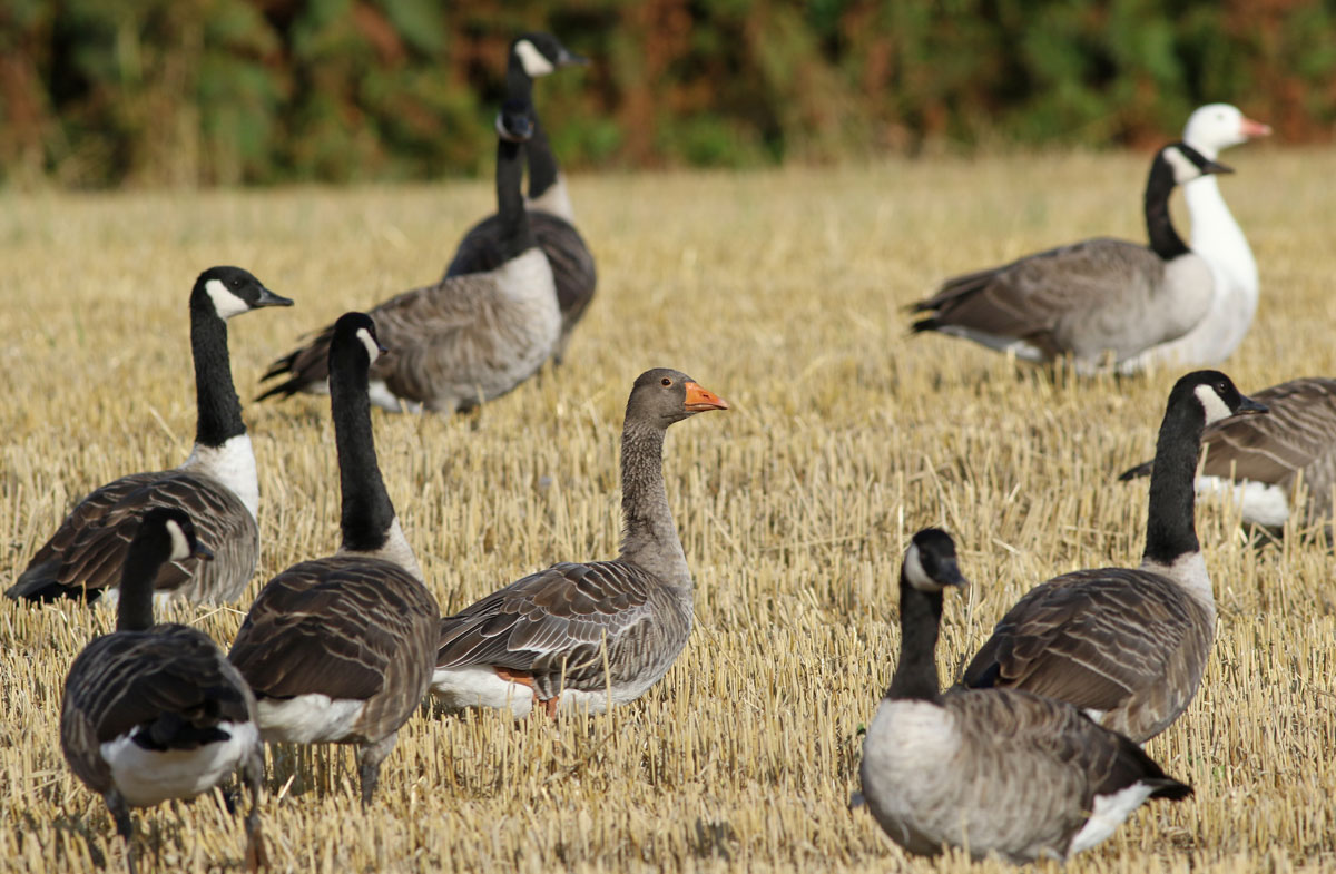 Cream Tea Birding: Budleigh Goose Safari