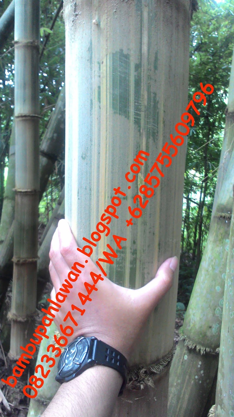 BAMBU PAHLAWAN: jual bambu banten jual sesek gedek banten Lebak ...