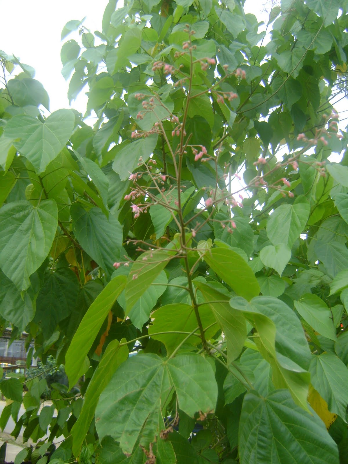 TAHONGAI: DAUN TAHONGAI (PALIASA) OBAT MUJARAB UNTUK BERBAGAI PENYAKIT