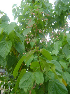 TAHONGAI: DAUN TAHONGAI (PALIASA) OBAT MUJARAB UNTUK BERBAGAI PENYAKIT