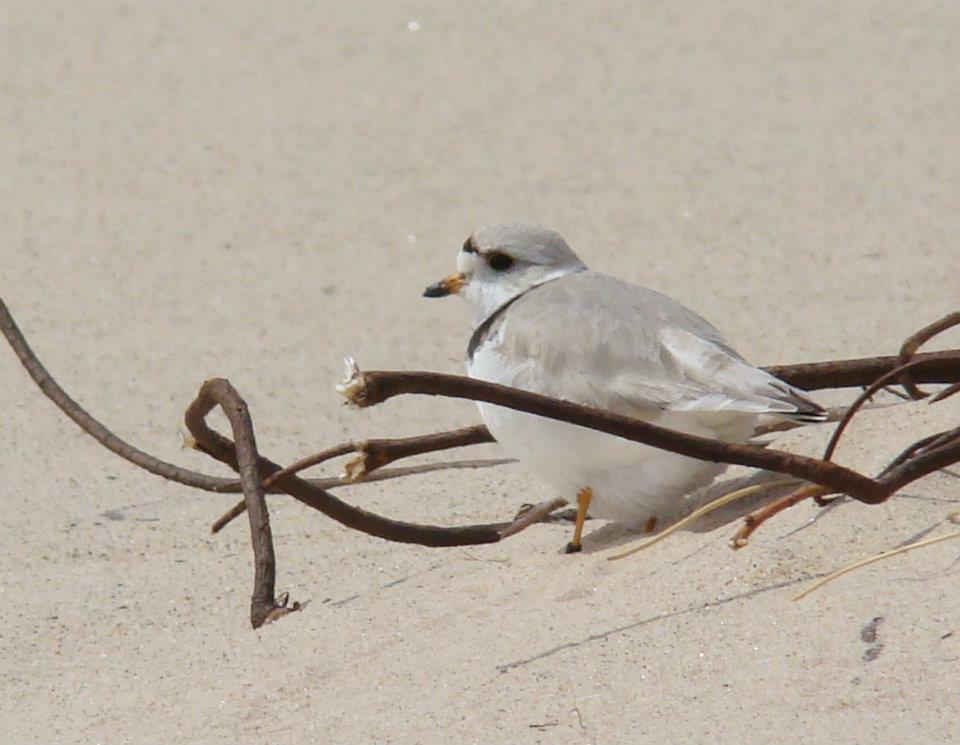 The Plover Nest: Great Lakes piping plover 2012 breeding season summary