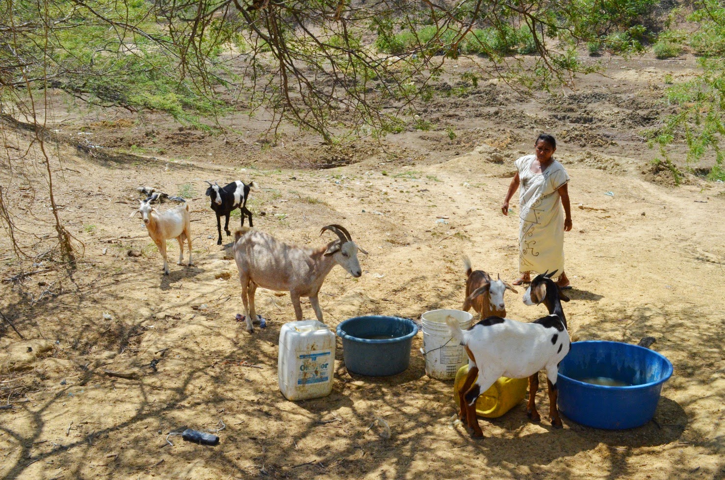 Queremos agua para los animales, pide líder wayuu - La Guajira Hoy.com