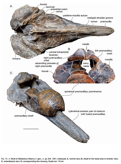 Lusodinos- Dinossauros de Portugal: Descrição de bizarras baleias-de ...