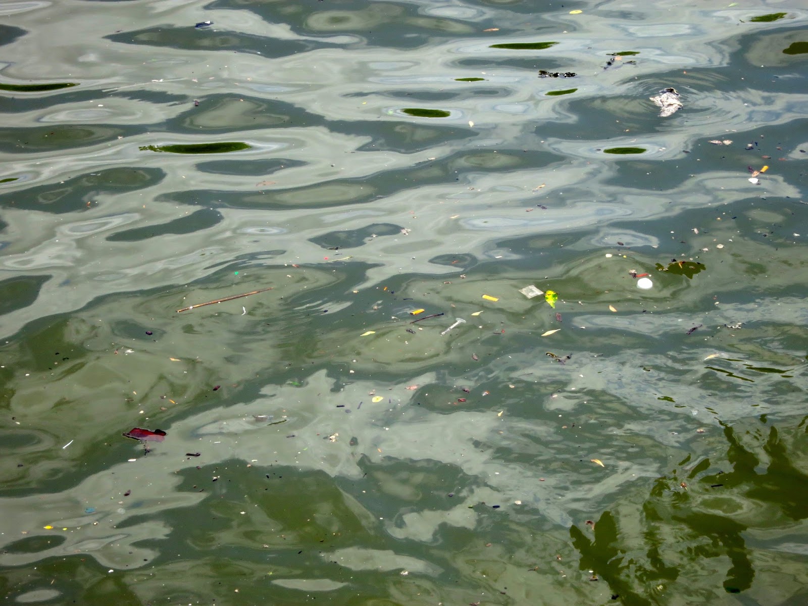 Tori's Story: Manhattan Island Marathon Swim 2013: "Dodging Harlem ...