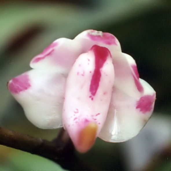Grow and care Aerides odorata orchid - The Fragrant Aerides | Travaldo ...