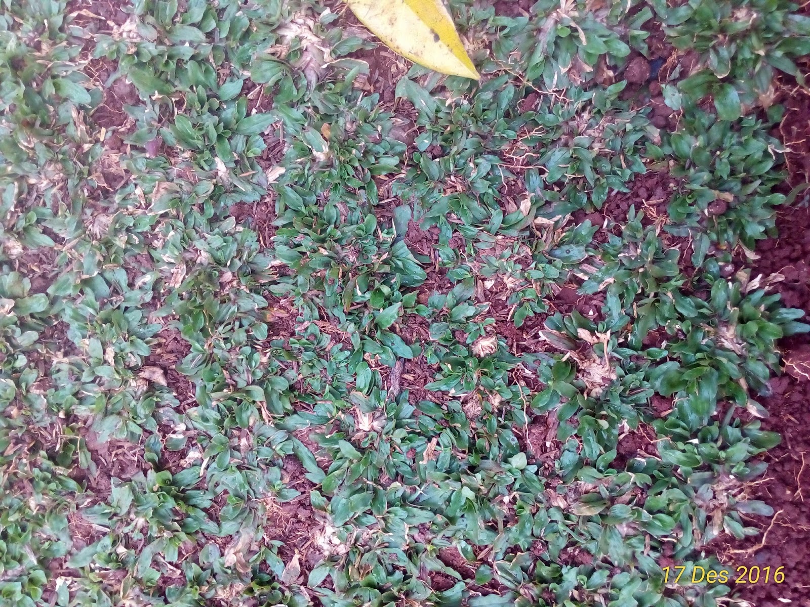 Jual rumput gajah mini | harga rumput gajah mini | Rumah taman landscape