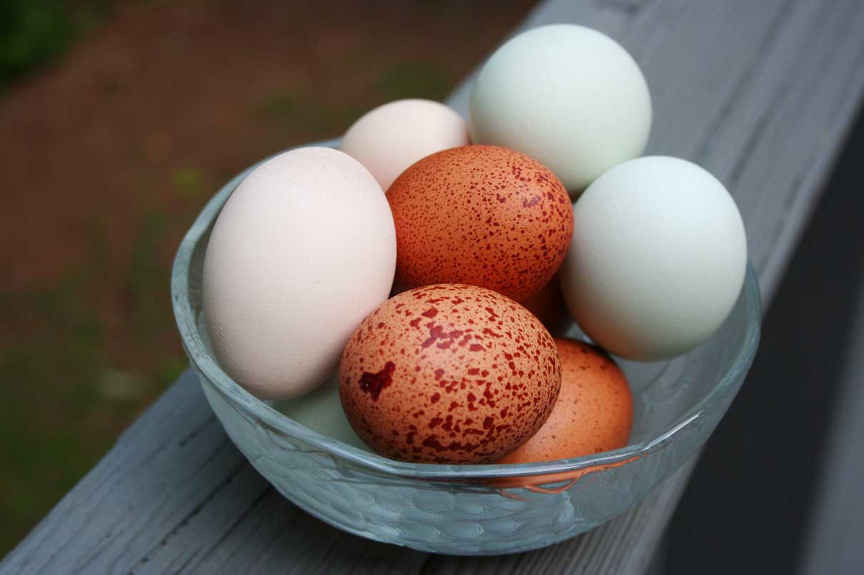 Everyday Finesse: Egg-straordinary!