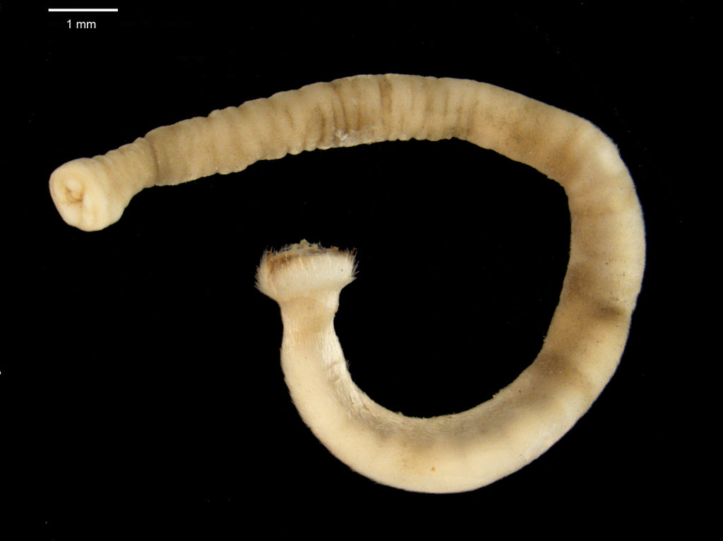 Phylum Mollusca ~ Zoology-NETWORK