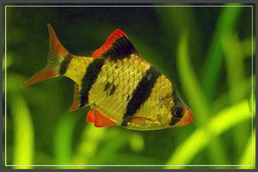 ZA FISH ACTION: Tiger Barb ( Puntius tetrazona), Si Macan Mini dari ...