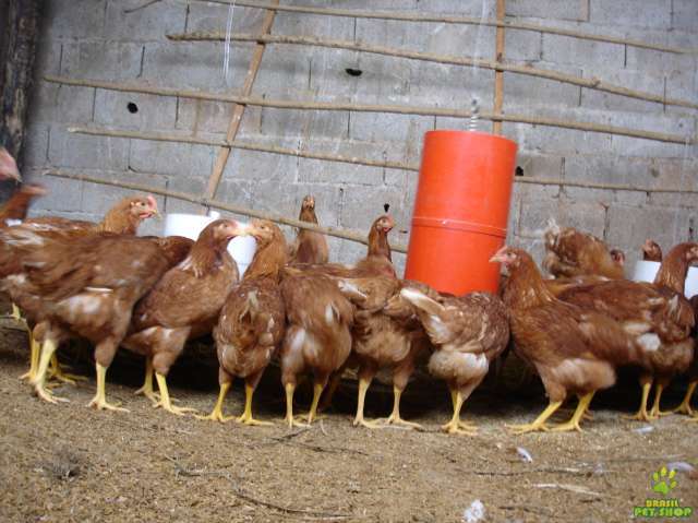 Tudo sobre Tudo!: GALINHA RHODIA ( ISA BROWN) POSTURA