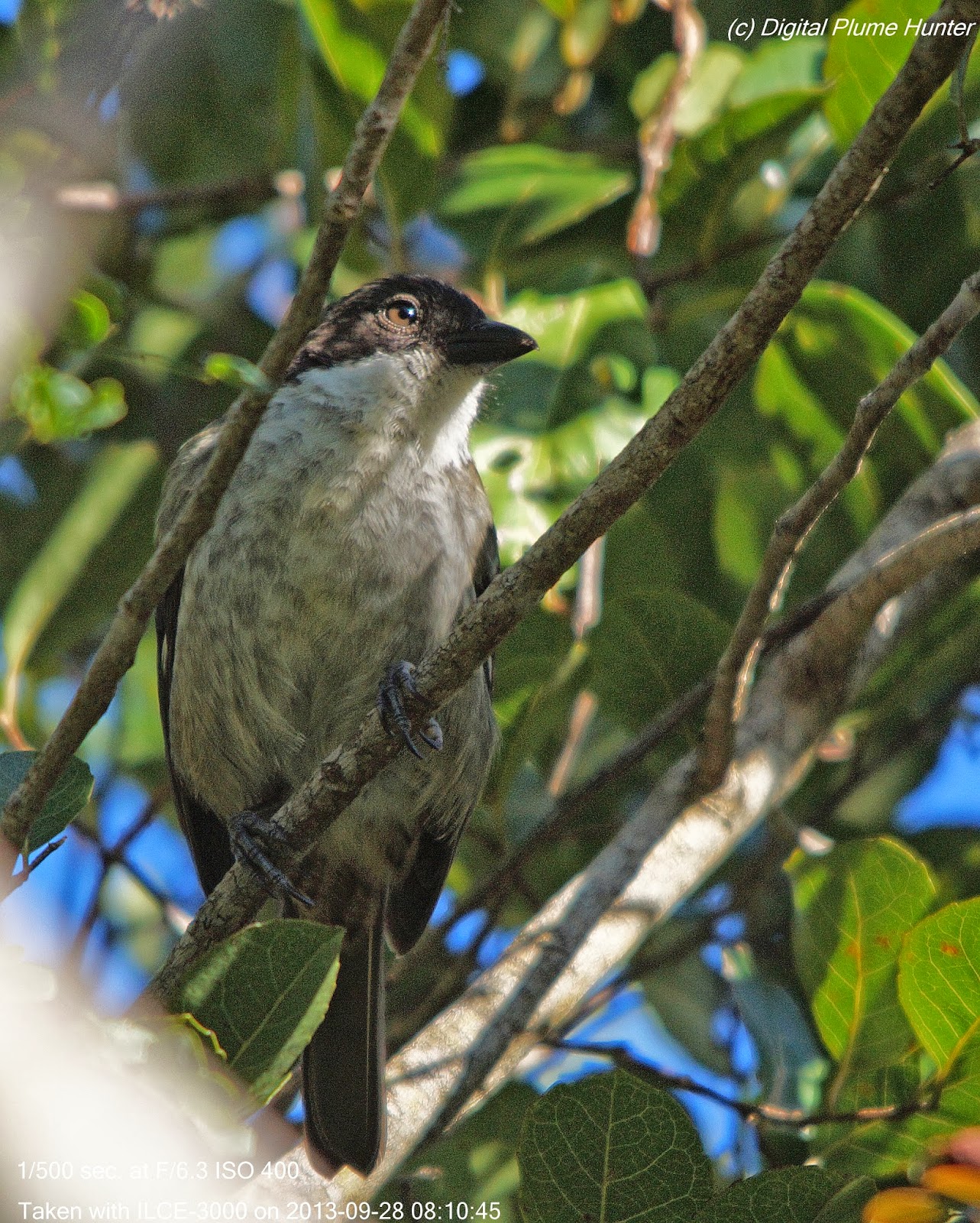 Hunting Digital Plumes in the US and Beyond: Birding Puerto Rico: A ...