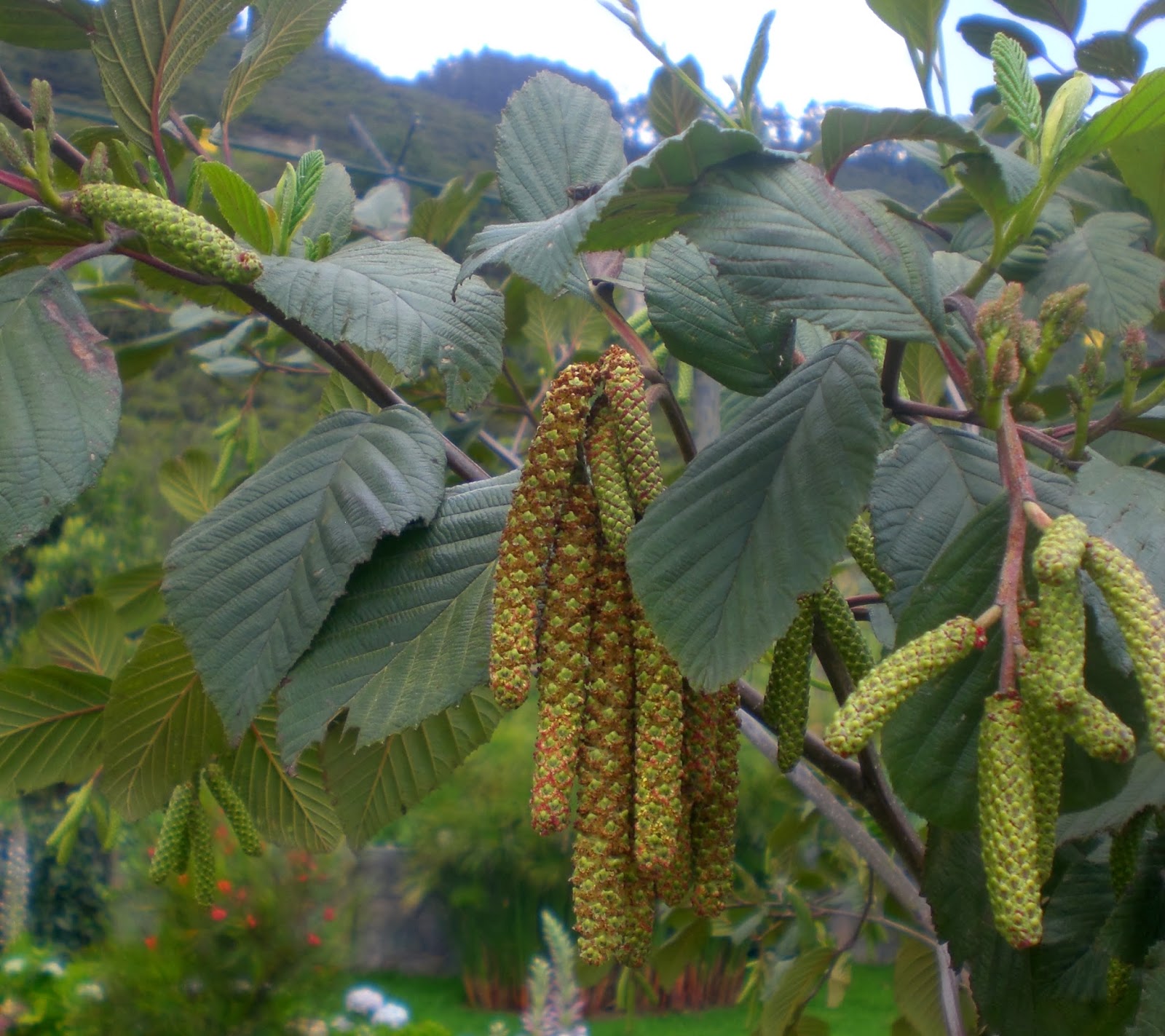 Alnus acuminata o aliso (flores masculinas) | Flores colombia